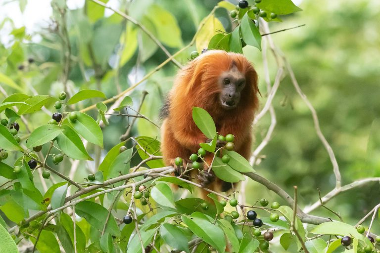 Os micos e a vacina – Radis Comunicação e Saúde